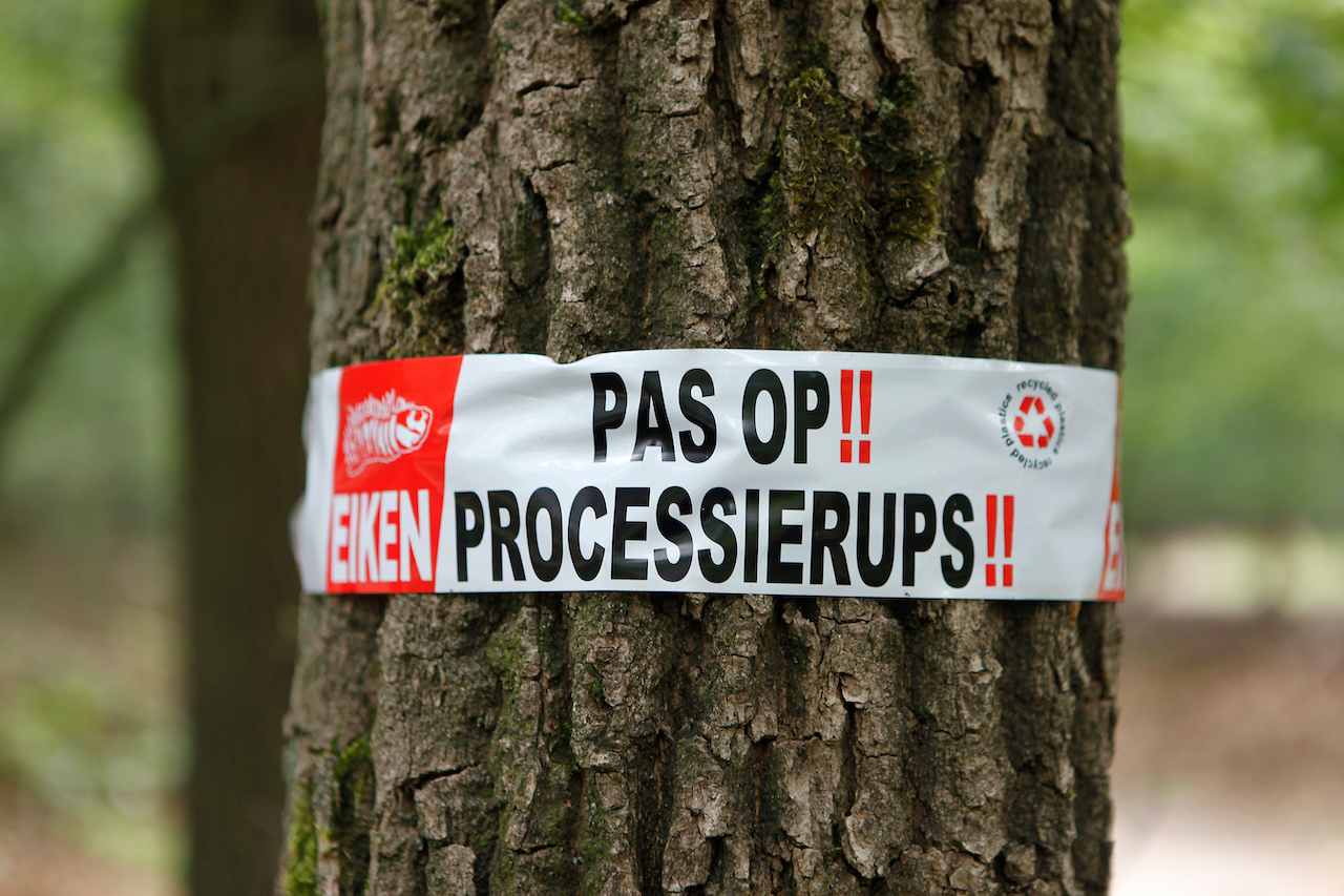 De eikenprocessierups: Huidklachten voorkomen